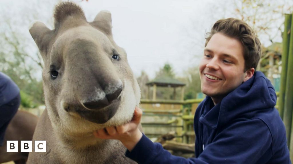 Christmas Animal Fun: A Sprout Challenge at the zoo! - CBBC