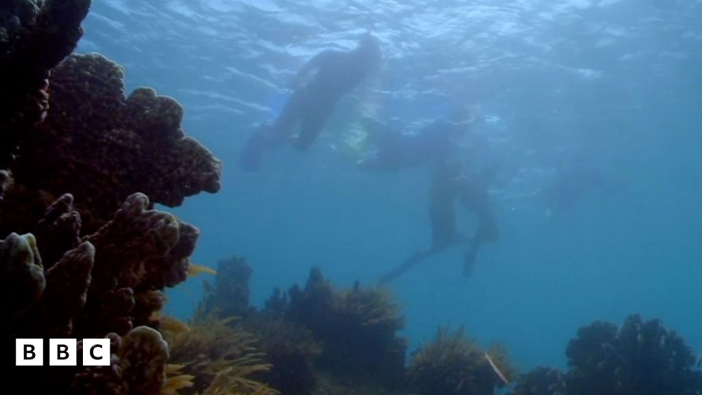 Life under the ocean - CBBC