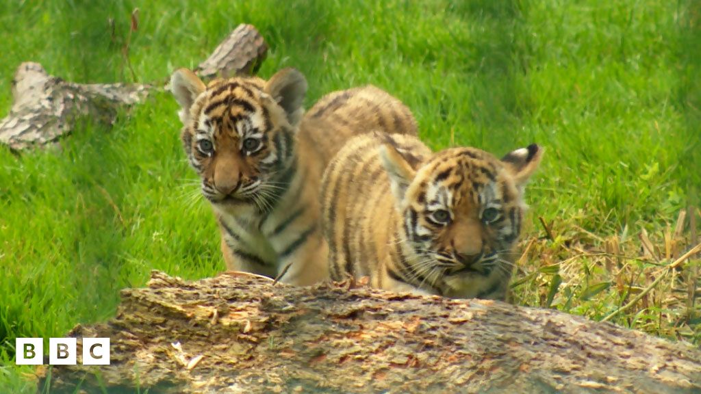 Meet Barney and Radzi the Tiger Cubs - CBBC