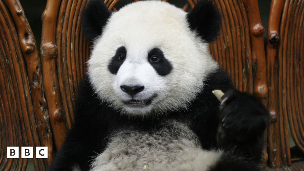 Panda Pop Quiz - CBBC