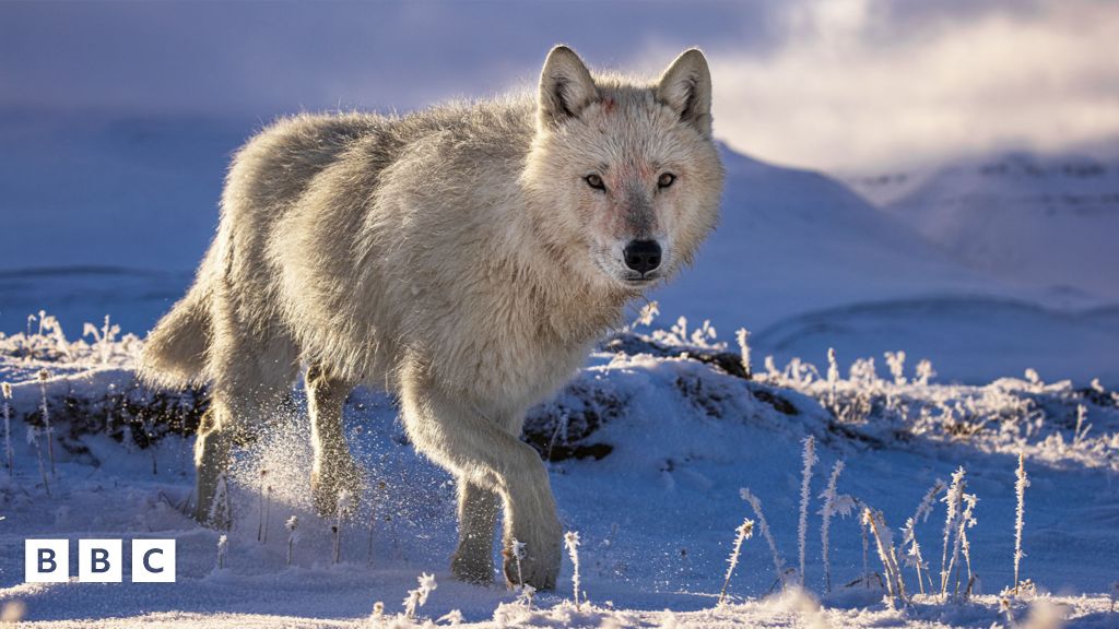 Quiz: Planet Earth III, Extremes - CBBC