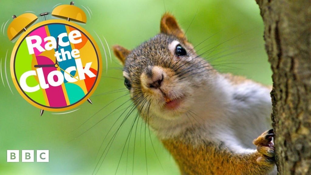 Springwatch: Race the Clock - Squirrel Spotter - CBBC