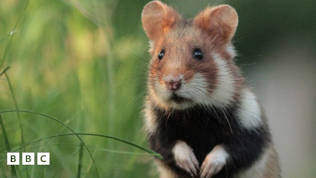 David Attenborough's Seven Worlds, One Planet Quiz: Seven Facts, One ...