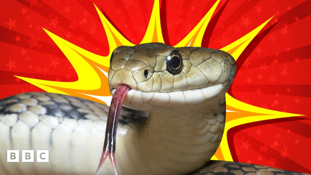 5 superpowers that snakes have - CBBC