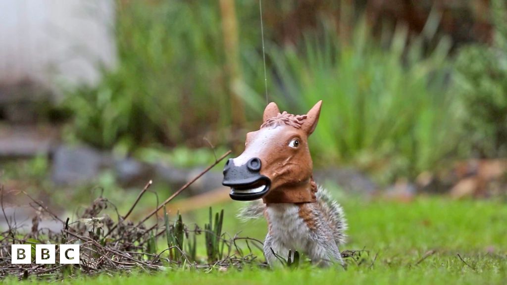 A squirrel-horse? Surely not... - CBBC