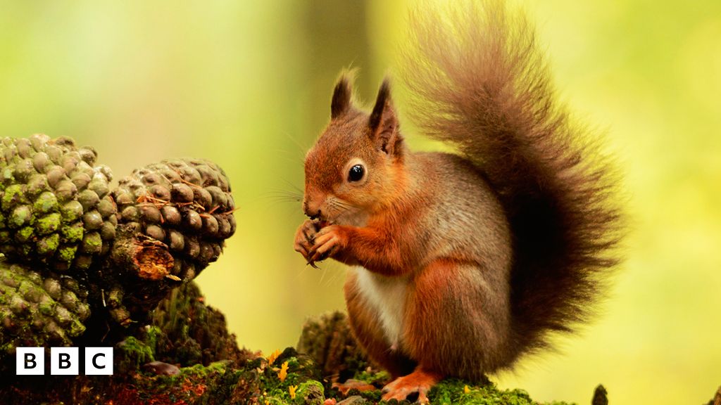 Ten secret red squirrel spots - CBBC