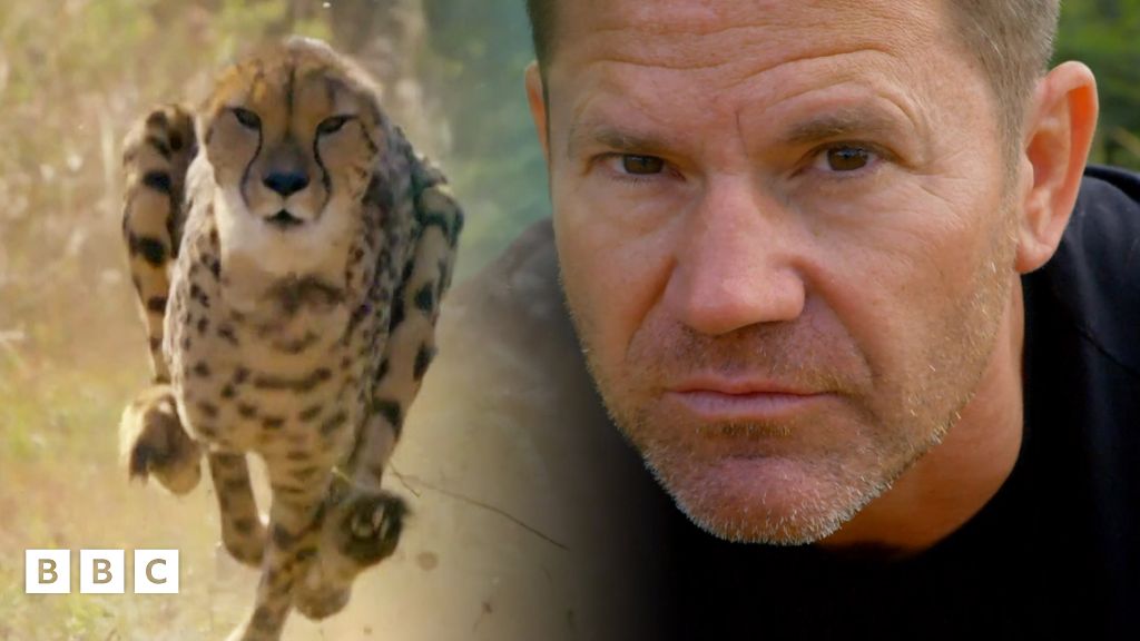 Can Steve beat a cheetah in a foot race? - CBBC