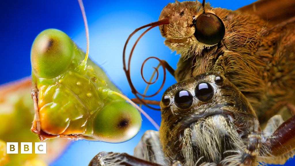 Ten incredible insects & spiders - CBBC