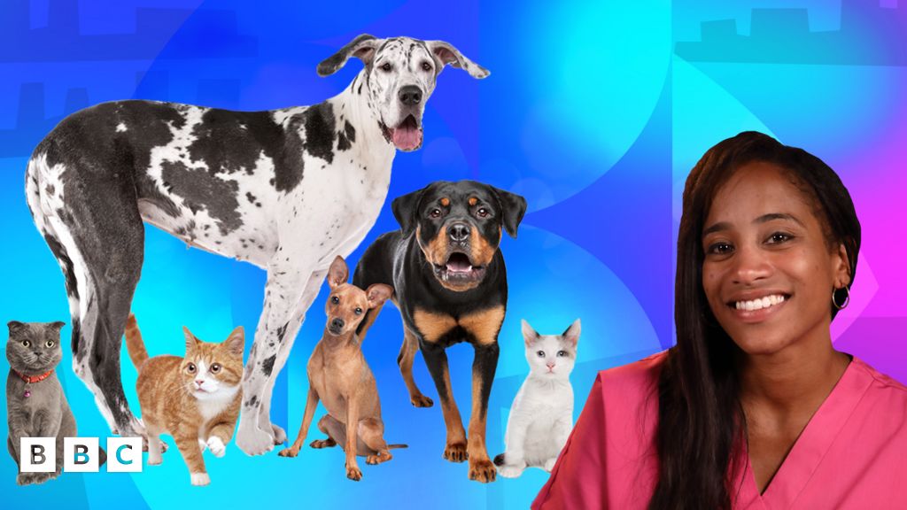 Quiz: Cat, dog or something else? - CBBC