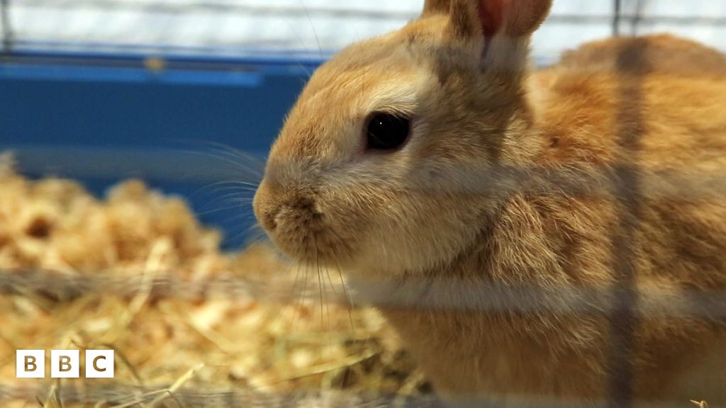 Rabbit Care - CBBC