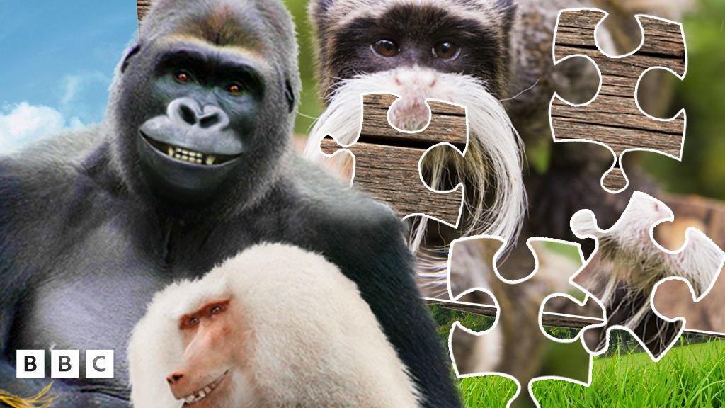 Jigsaw: The Zoo Animals - CBBC