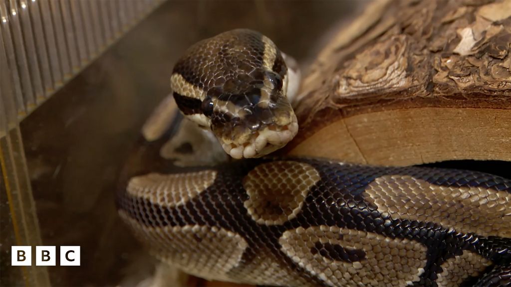Pretzel the python needs a poo! - CBBC