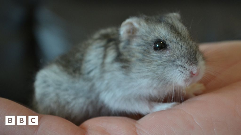 Gilbert the hamster goes under - CBBC