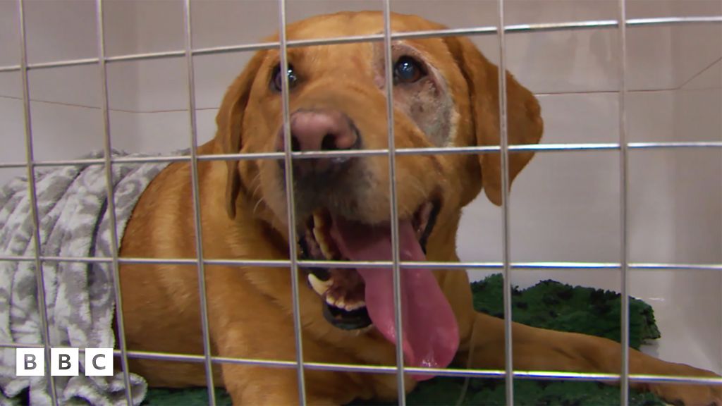 Charlie the farty dog! - CBBC