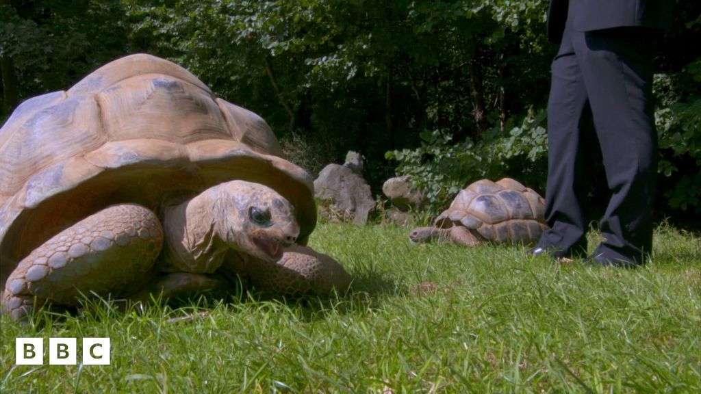 Inspection time for The Zoo! - CBBC