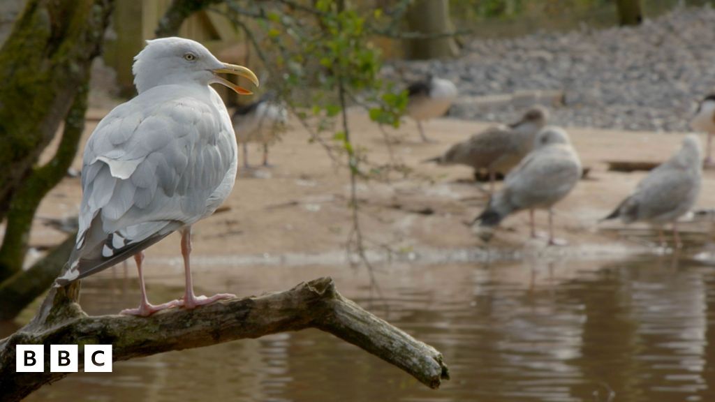 Sid the seagull disappears - CBBC