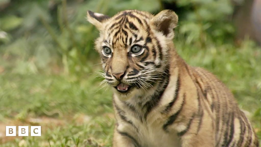 The vet visits The Zoo - CBBC