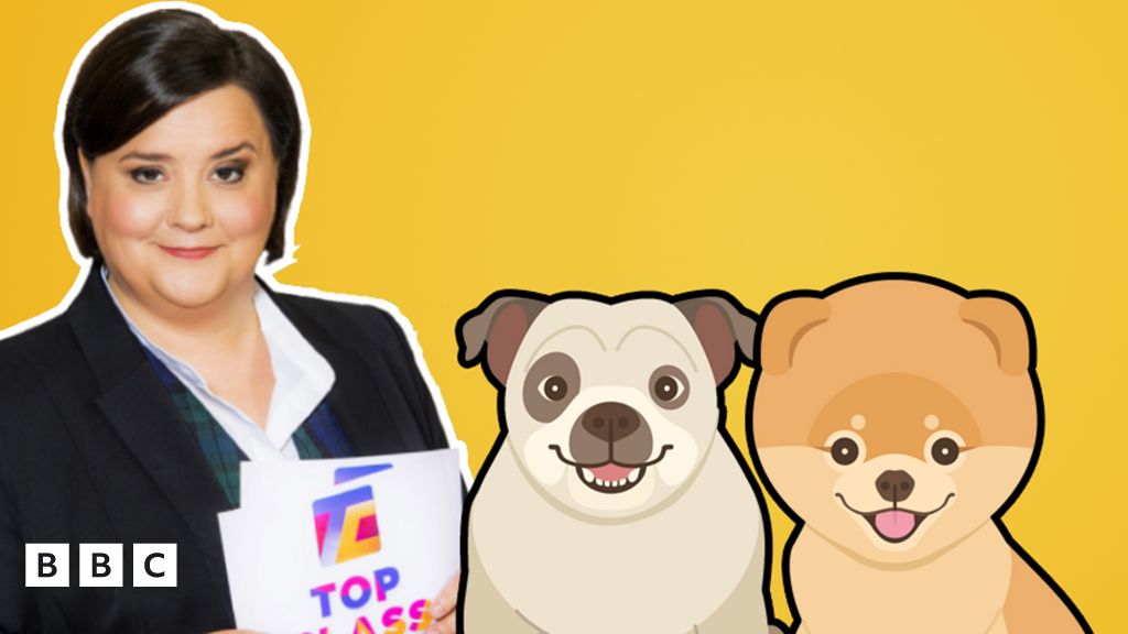 Quiz: Dogs - CBBC