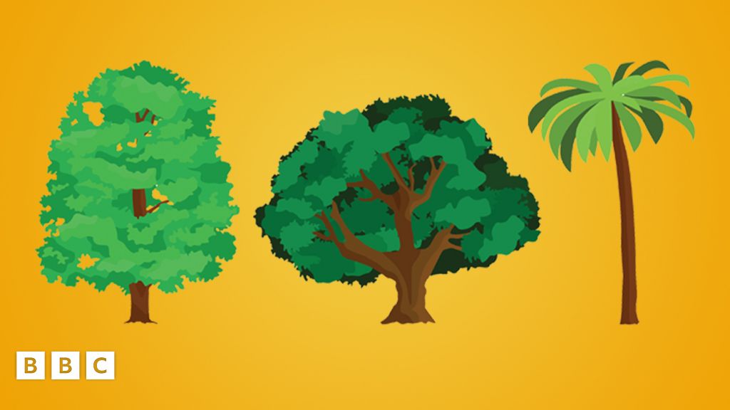 Quiz: Tree-rific trees - CBBC
