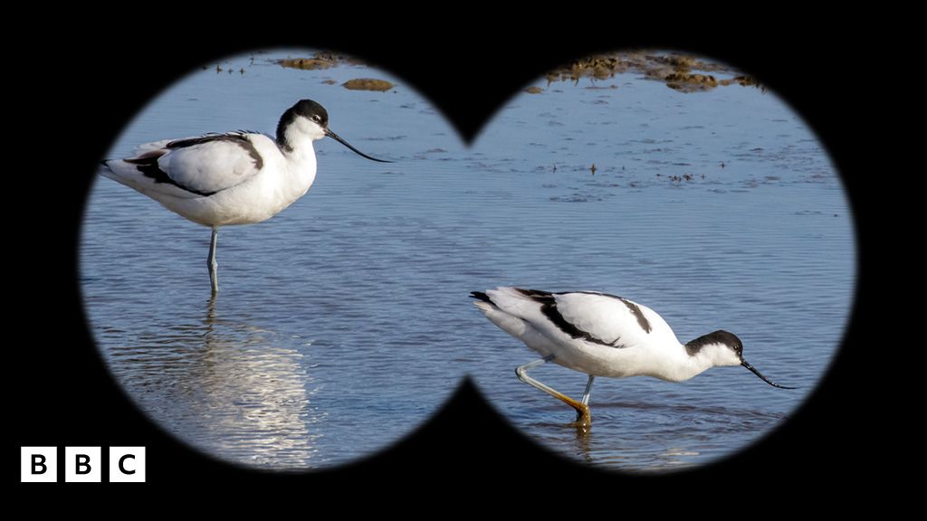 Can you spot the avocet? - CBBC