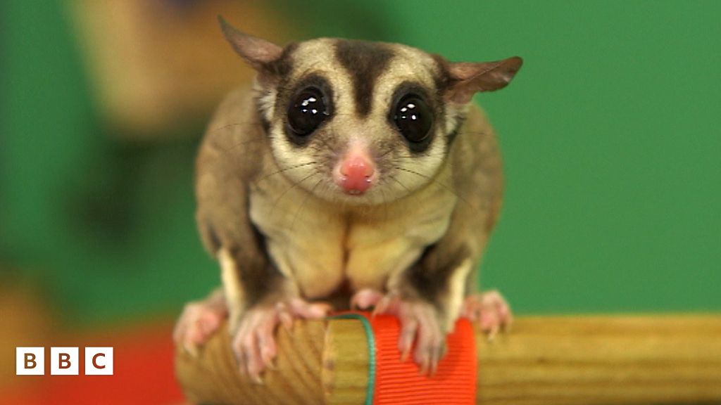 Australian Animals - CBeebies