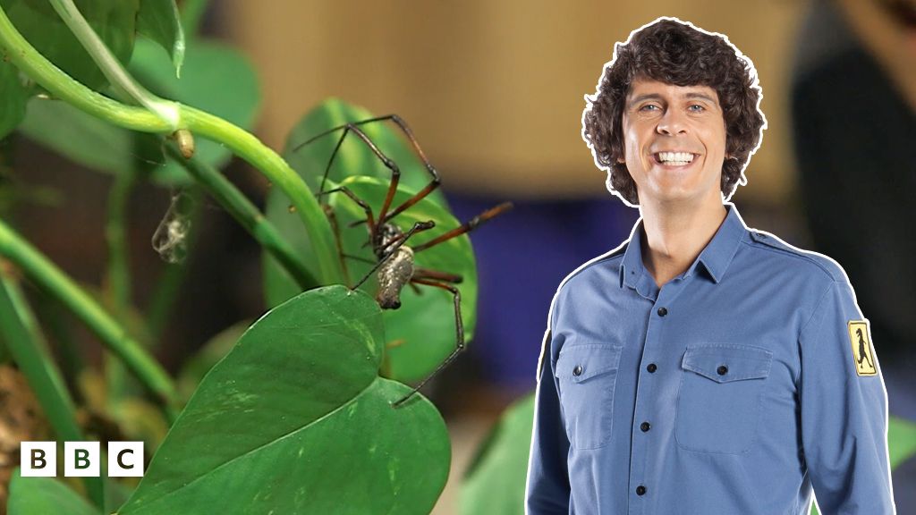 Spiders - CBeebies