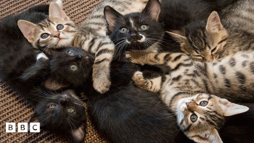 Children and Pets - CBeebies