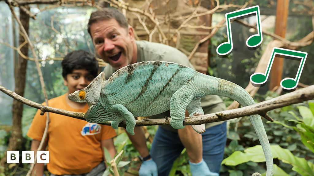 Steve and Aneeshwar Go Wild: Theme Song - CBeebies