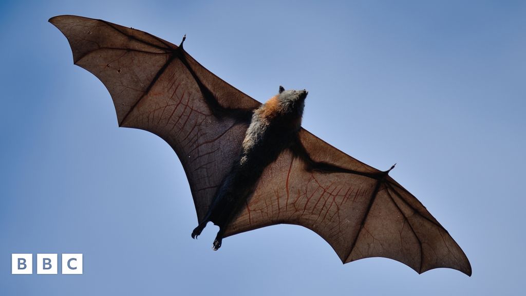 Fact File: Bats - CBeebies