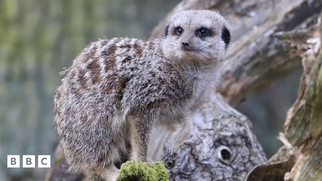 Fact File: Meerkats - CBeebies