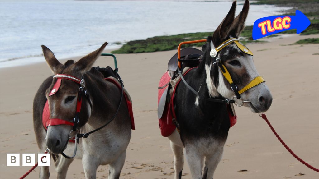 Funny donkeys - CBeebies