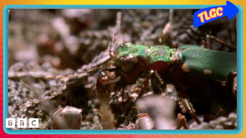 How Strong Are Insects? - CBeebies