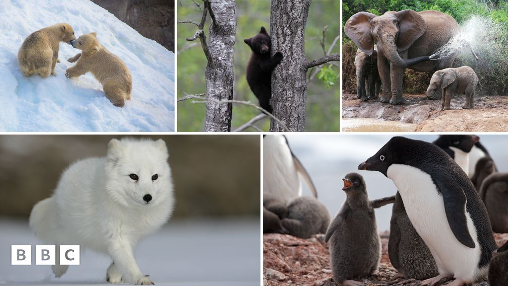 Baby Animals - CBeebies