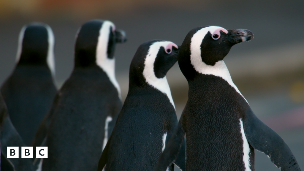How much do you know about the African penguin? - CBeebies