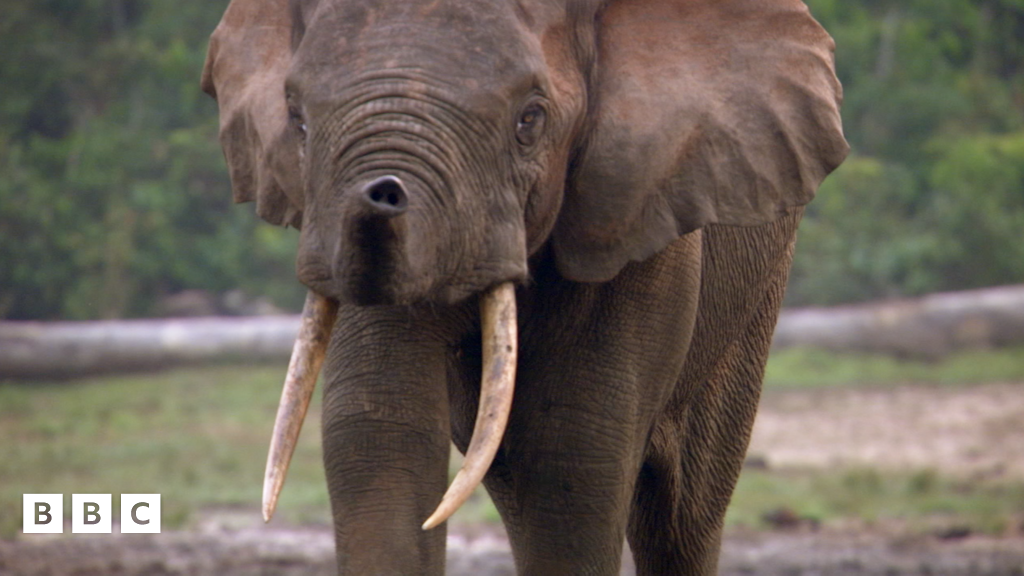 How much do you know about the forest elephant? - CBeebies