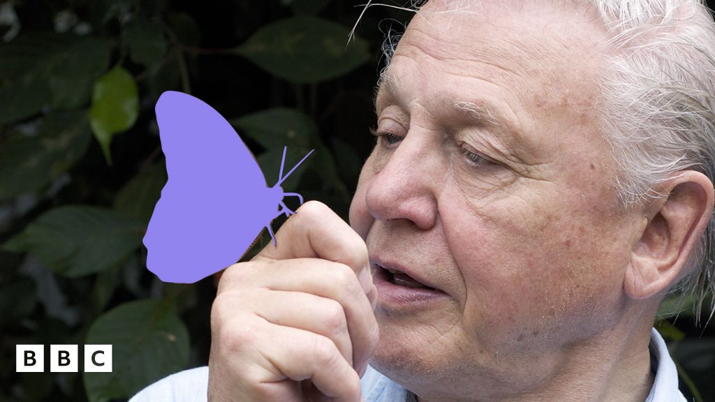 Guess the Wild Animal Quiz - CBeebies