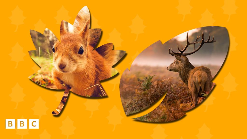 Autumn Animals - CBeebies