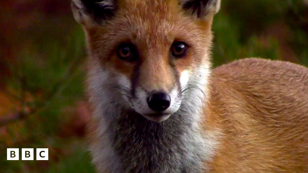 Watch the foxes out and about - CBeebies