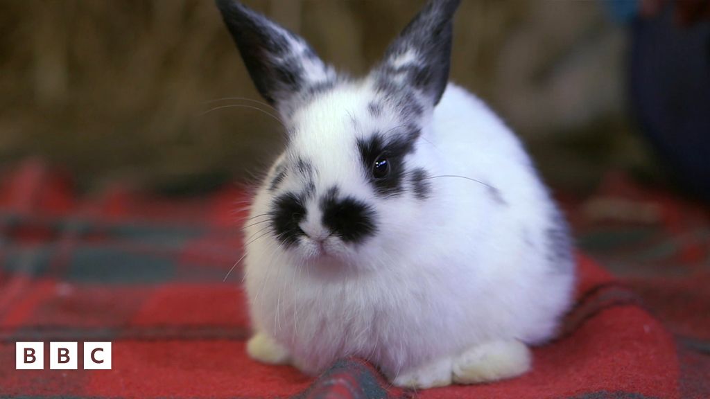 Baby Animals: Bunny - CBeebies