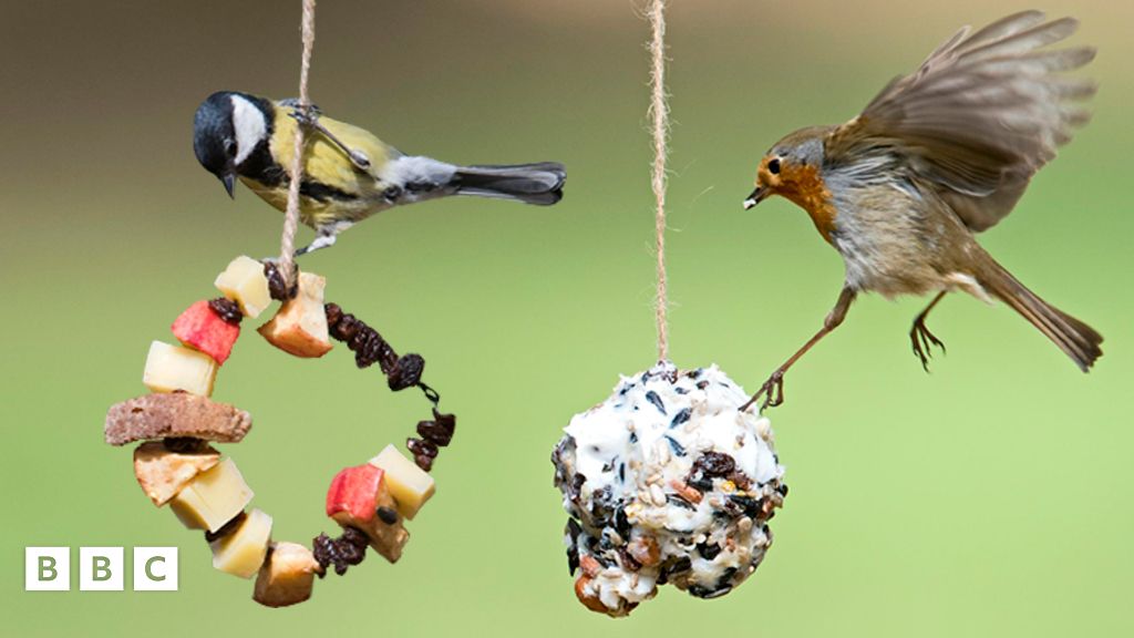 Make a bird feeder - CBeebies