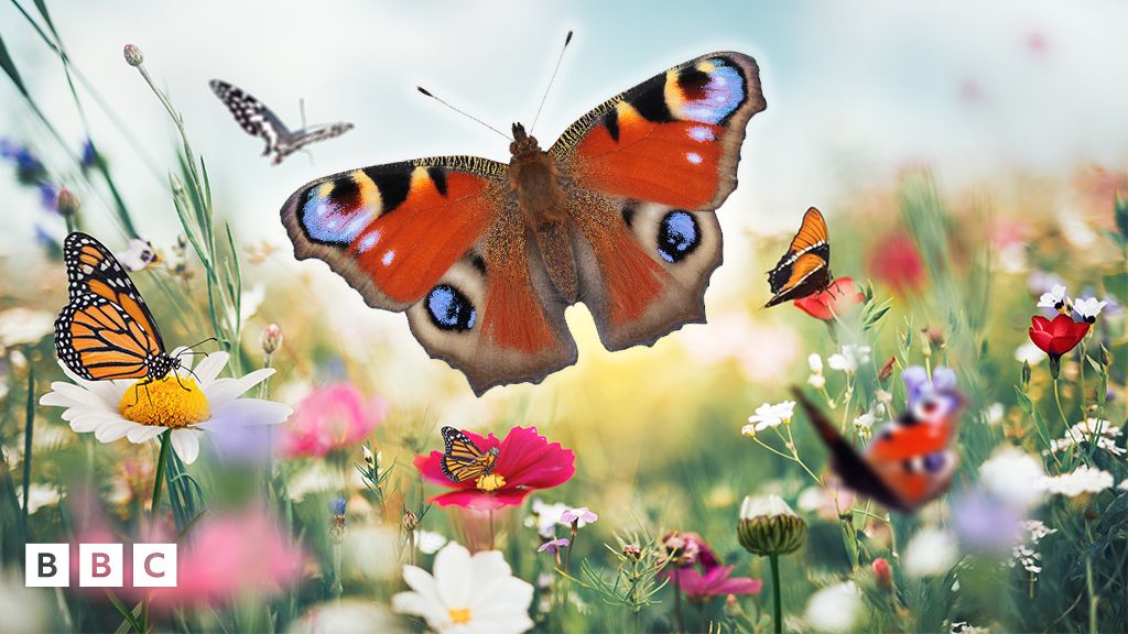 Do you know these butterfly names? - CBeebies