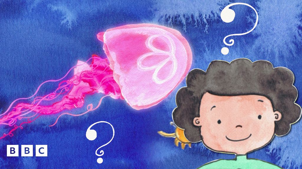 Are Jellyfish Made Of Jelly? - CBeebies