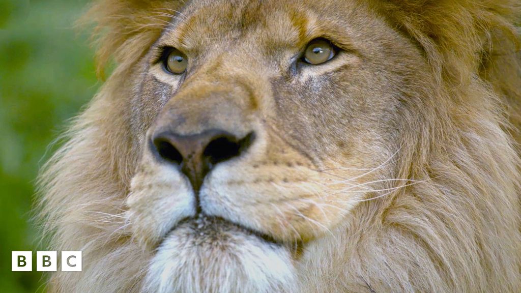 Introduce your little one to Big Cats - CBeebies