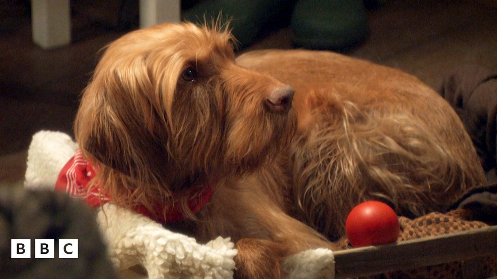 Salty and The Bouncy Ball - CBeebies