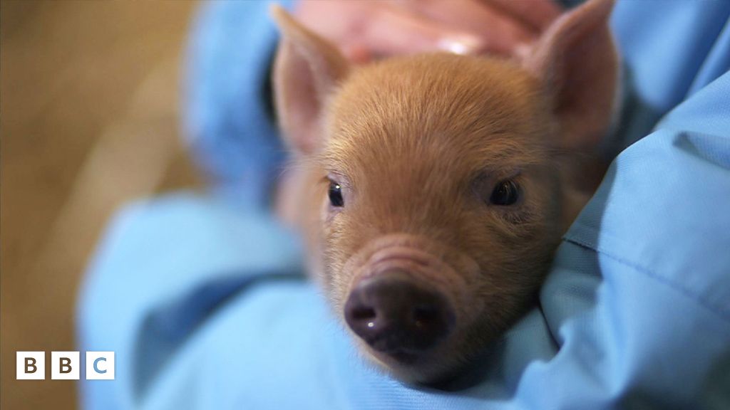 Baby Animals: Piglets - CBeebies