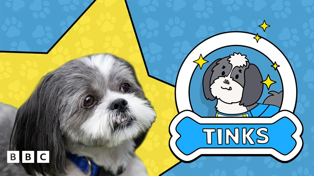 Dog Squad Competition - CBeebies