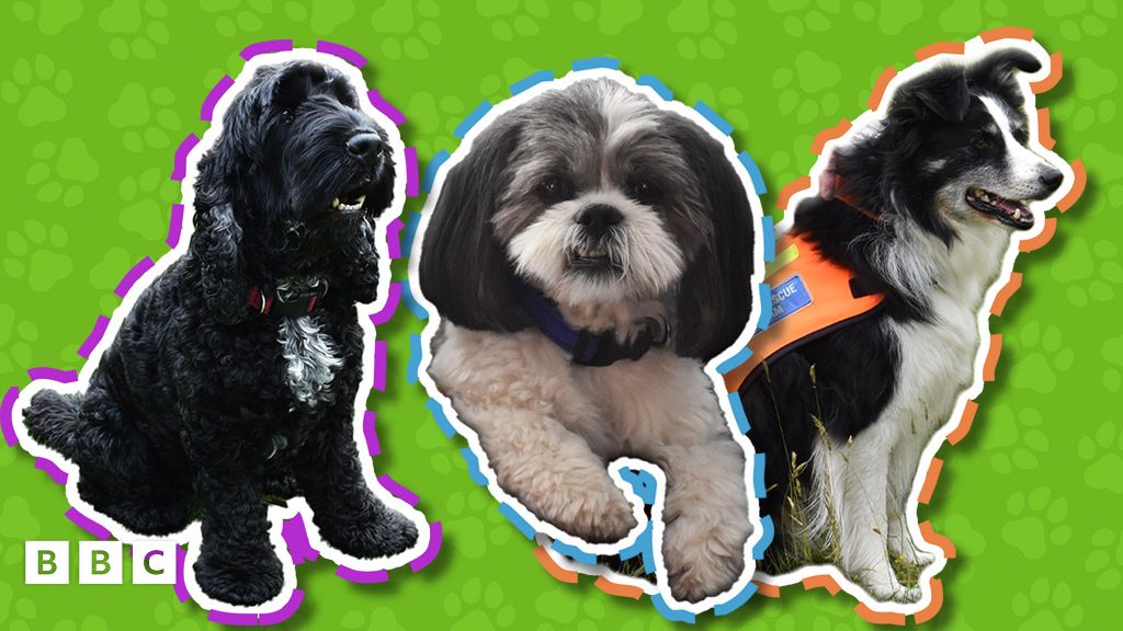 Dog Squad sticker quiz - CBeebies