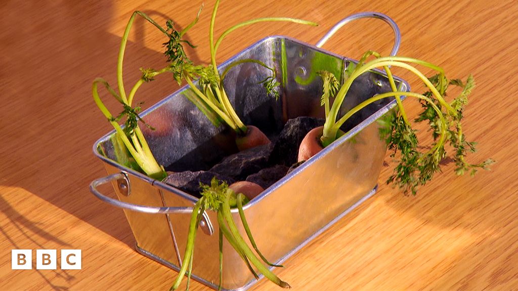 Grow Vegetable Scraps - CBeebies