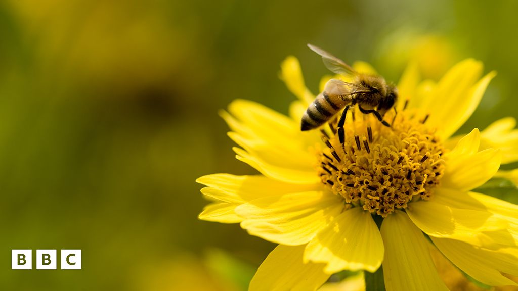 Fact file all about bees | How much honey do bees make in a lifetime ...