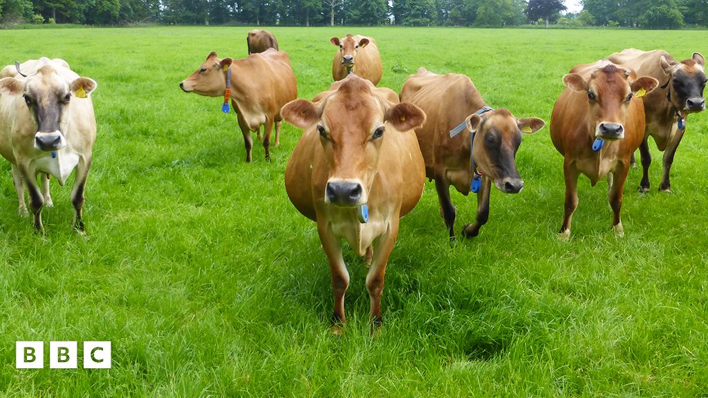 Cows Fact File - CBeebies